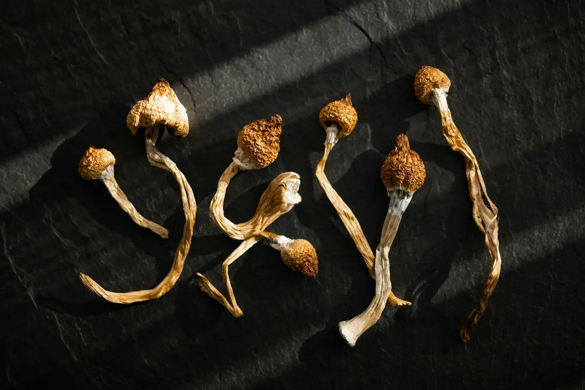 How Long Do Shrooms Stay in Your System? Detection Times